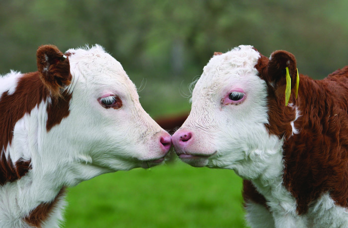 Bovine Leukemia Virus (BLV): Virus Transmission in Cattle - Grit